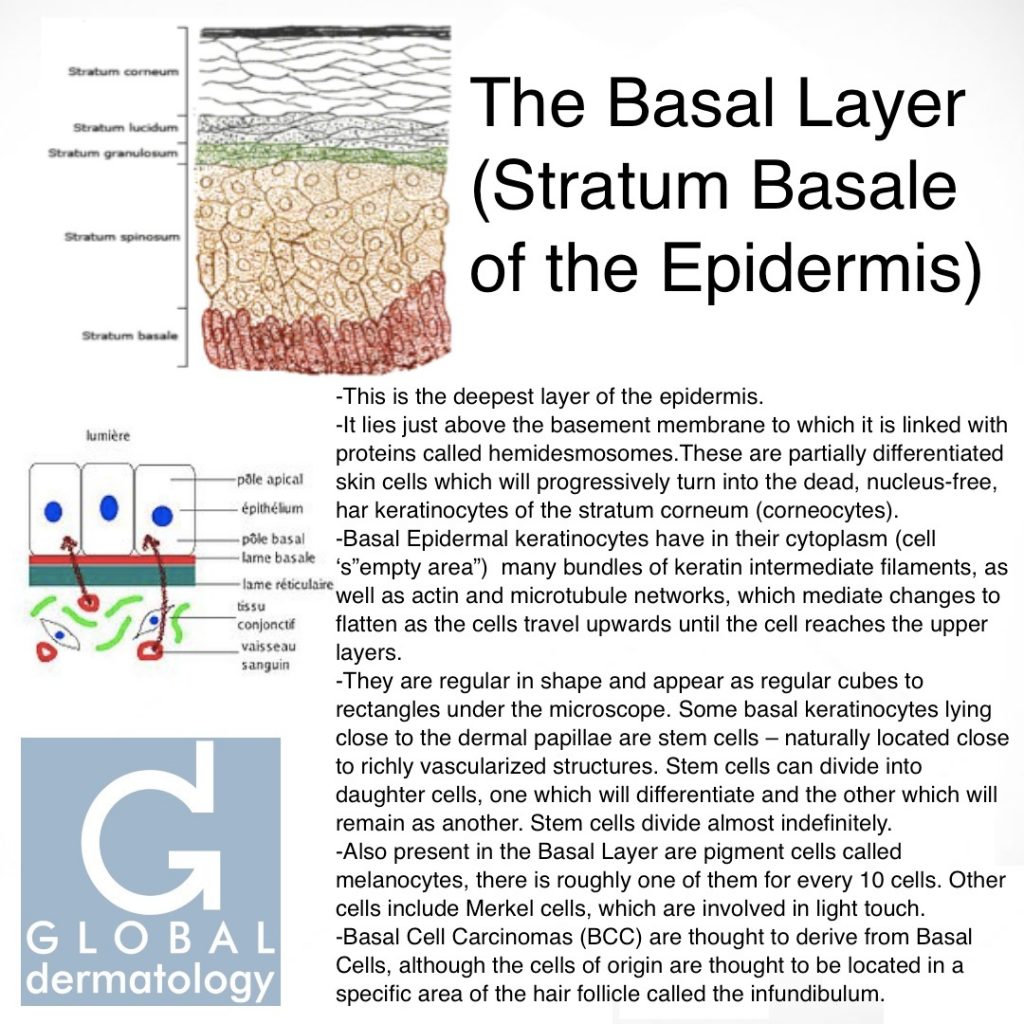 Global Dermatology » Basal Layer (Instagram)