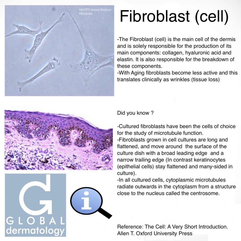 Global Dermatology » Fibroblast (cell)
